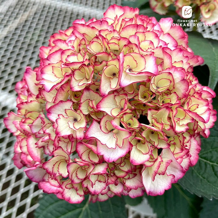 特徴 花びら（装飾花）の縁に覆輪が入り、中心の色とエッジのコントラストが非常に鮮やかで、一玉あるだけでパッと目を引く主役級の存在感があるてまり咲きアジサイです。はなのえん。 アジサイについて 落葉低木で、梅雨どきに花を咲かせます。 非常に丈...