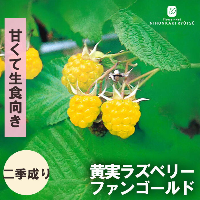 送料について→ 特徴 透明感のある黄色い実をつける珍しいキイチゴの品種です。 酸味が少なく甘みが強いので、生食にも向いています。 樹形が直立性なので、地植えでも場所を取らず、鉢植えやプランターなどを用いてベランダ栽培でもコンパクトに育てるこ...