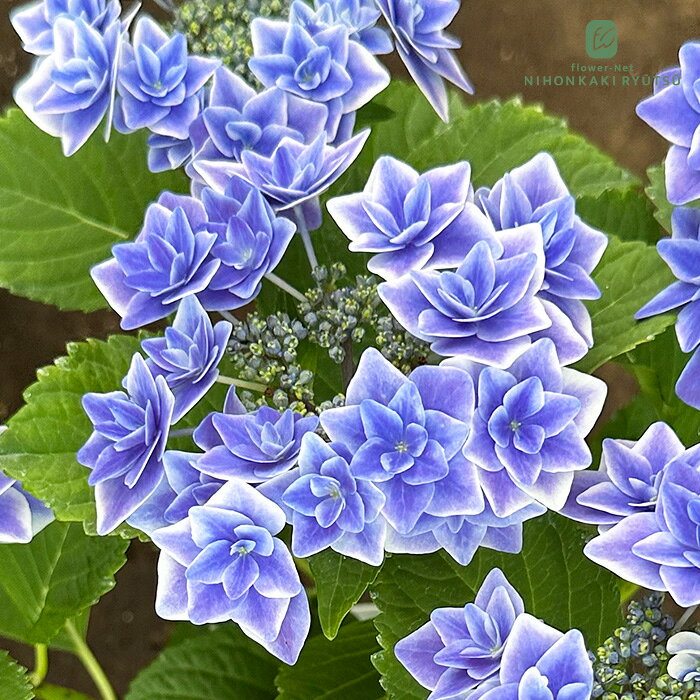 特徴 花弁の縁に覆輪が入る八重咲きのガクアジサイです。 純白の額縁の中に青い星屑を散りばめたような爽やかなコントラストを楽しめるのがこの品種ならではの魅力です。 アジサイについて 落葉低木で、梅雨どきに花を咲かせます。 非常に丈夫で育てやす...