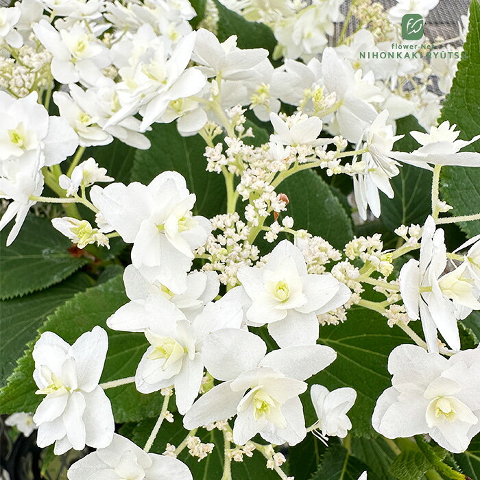 特徴 球体の蕾からこぼれるように八重咲きの花が段々と重なり合う、伊豆大島原産の珍しいアジサイです。 咲き進むとシックなグリーンへと色が変化し長く楽しめますが、寒さにはやや弱いため冬場は室内で管理してください。 アジサイについて 落葉低木で、...