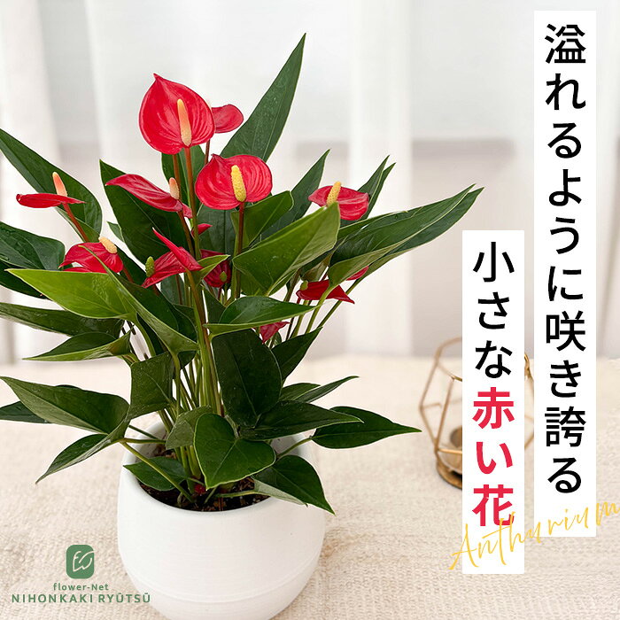 送料について→ 商品説明 小さな花が株元から次々と集まって咲く、圧倒的な愛らしさが最大の魅力です。 「ミニアンスリウム」ならではの抜群の花立ちの良さで、瑞々しい葉が茂れば茂るほど、比例するようにたくさんの可愛い花を咲かせてくれます。 大輪系...