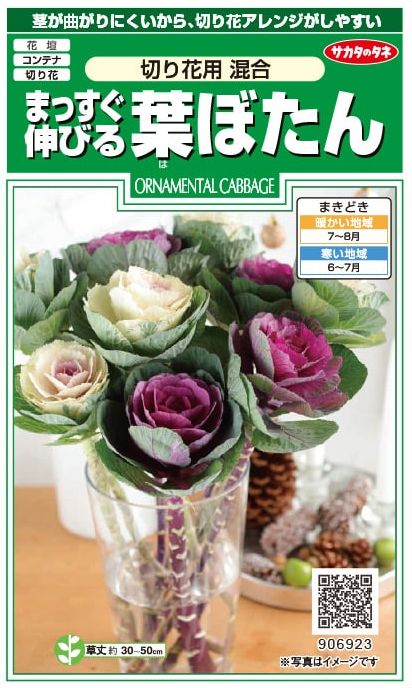 茎が曲がりにくいから、切り花アレンジがしやすい サカタのタネ まっすぐ伸びる葉ぼたん 特長 クリスマスや正月飾りとして根強い人気があります。葉は小さく草丈が伸びる切り花用品種です。 花壇や寄せ植えではやや密植して立体的に、切り花では下葉を落...