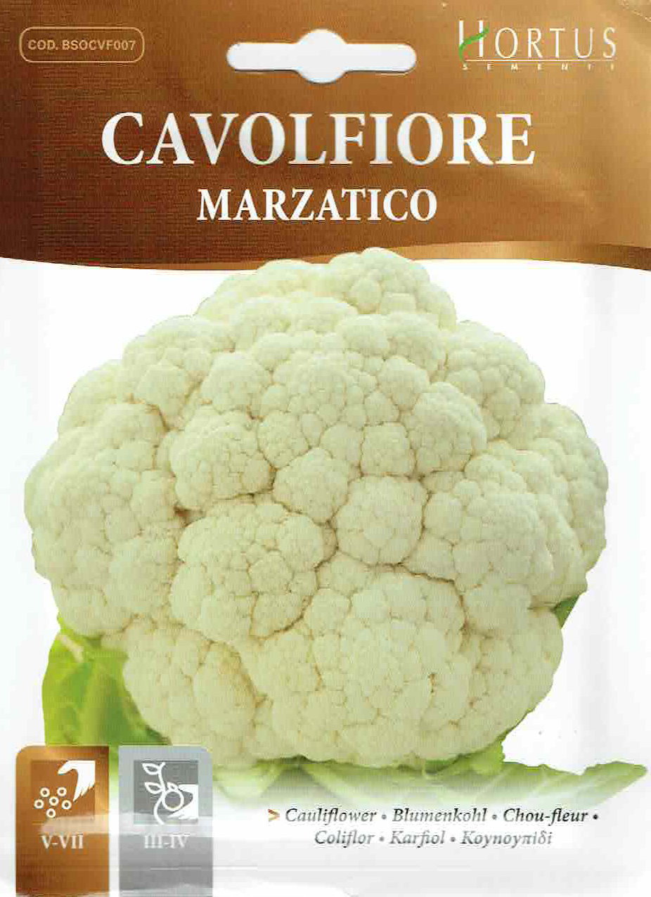 カリフラワー・Marzaticoアブラナ科●種まき　　一般地7月、寒冷地8月〜9月●カリフラワー・Marzaticoは病害虫に強く、丈の高いカリフラワーです。氷のような白色がたいへん魅力的でイタリアでは人気の品種です。カリフラワーは日光を避...