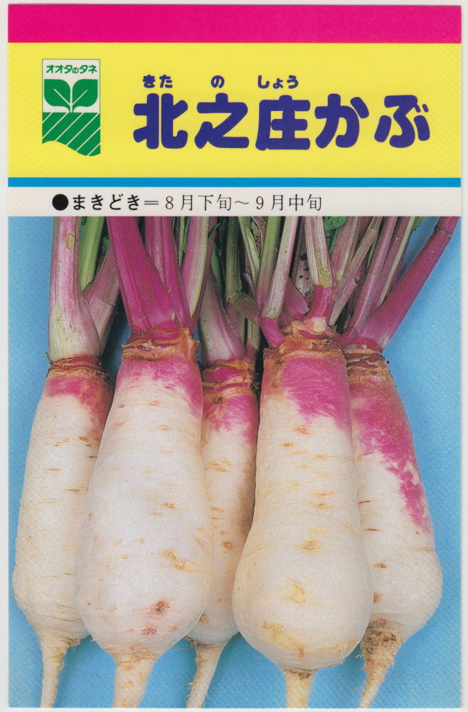 太田種苗 カブ 北之庄かぶ 特性 草勢は立性。茎はやや紫色を帯び葉は欠刻があり無毛です。 根部は径3~4cm、長さ12cmくらいの中長型円筒形でやや細い首部は紫紅色を帯びます。 尻づまりよく、下部にふくらみがあります。 肉質は緻密で幾分幸味...