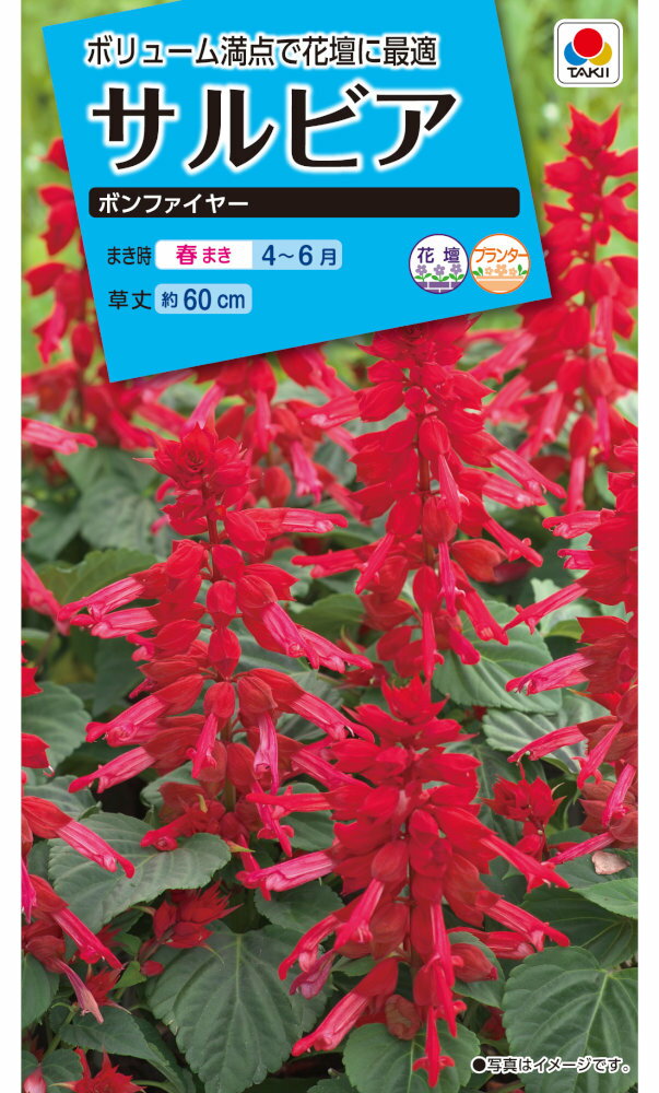 製造元：タキイ種苗ボリューム満点で花壇に最適サルビア ボンファイアートンネルの要・不要や定植などの情報は商品パッケージをご確認ください。花壇プランター草丈約60cm発芽適温20〜25℃生育適温15〜30℃株間20〜25cm発芽日数10〜15...