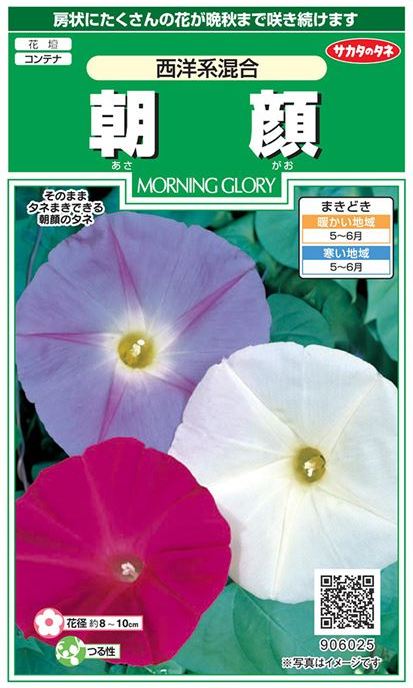 房状にたくさんの花が晩秋まで咲き続けます サカタのタネ　朝顔　西洋系混合 特長 1つの花径に3〜5花をつける西洋朝顔が中心です。花は青・白・紅色の混合で、短日開花性により暖かい地域では8月以降から霜のころまで咲き続けます。とても生育がよく主...