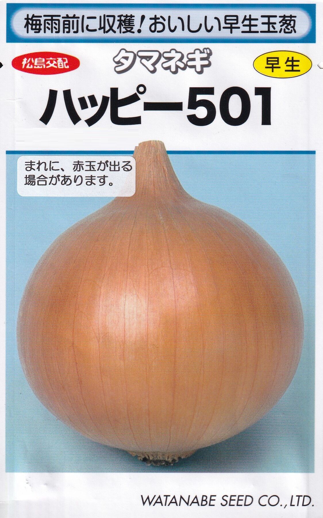 梅雨前に収穫、おいしい球形早生種松島交配　たまねぎ　ハッピー501 【特性】 &nbsp; ・玉は球形で、早どりできる早生種です。・球皮のつや良く、球首細く良く締まります。・草姿は立性で、栽培が容易です。・一球300gくらいになります。・品...