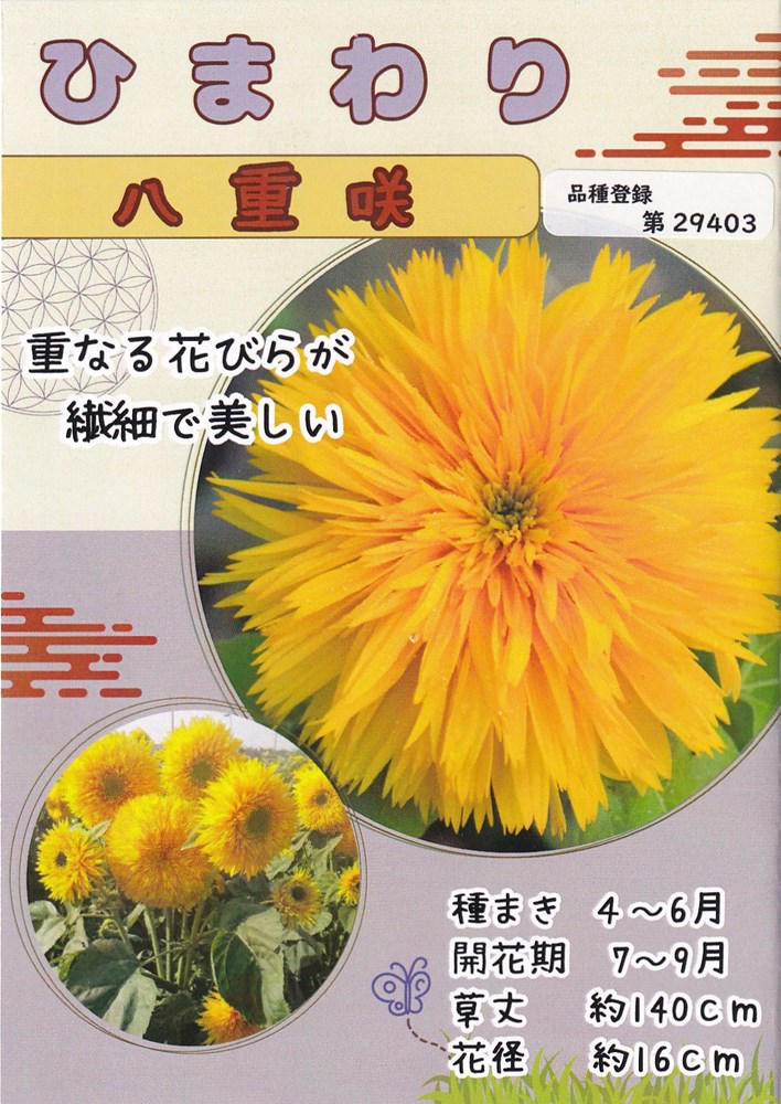 製造元：日光種苗細い花弁が何重にも重なり、とても華やかな八重咲品種ヒマワリ　札幌八重まるこトンネルの要・不要や定植などの情報は商品パッケージをご確認ください。固定種発芽日数7〜10日発芽適温約25度草丈約140cm花径約16cm特徴細い花弁...