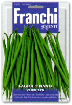 FRANCHI社　【ツルなしインゲン　VANGUARD】 中早生種、マメは白、草丈約50cmのツルなしインゲンです。生育旺盛でサヤ付きも良く、ダークグリーンのほっそりとしたサヤは約13-14cmになります。スジなし、歯ごたえもよく、一斉にた...