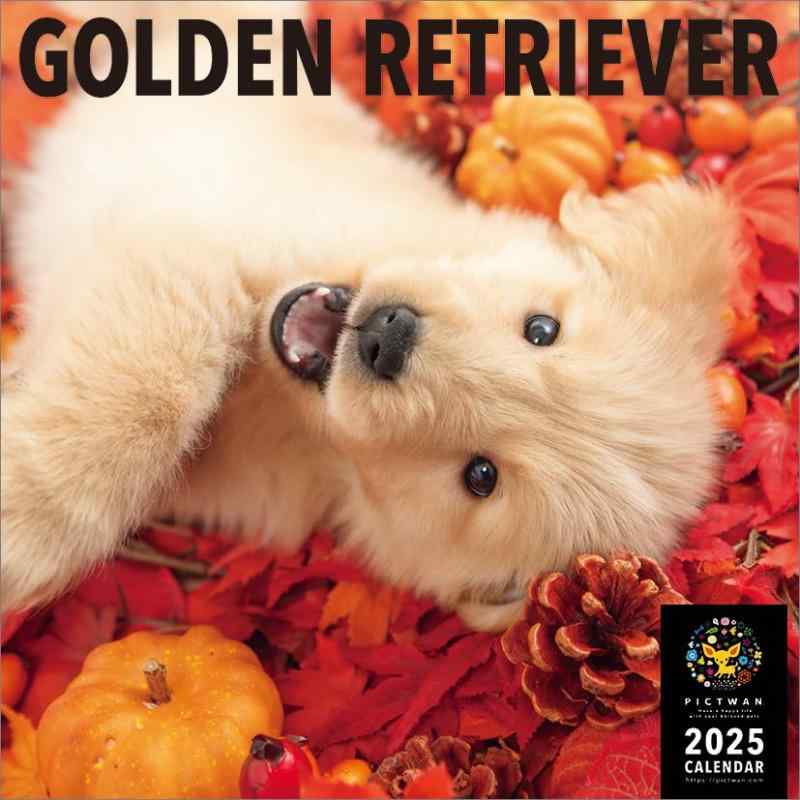 PICTWAN(ピクトワン) 【L版】 ゴールデン・レトリーバー 2025年 カレンダー CL25-1213使用時サイズ：58×29サイズ枚数（ページ数）：28P壁掛け