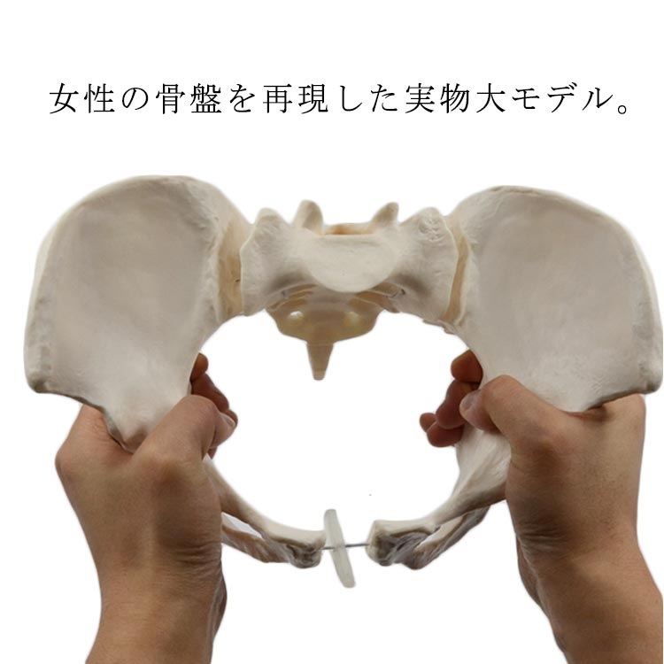 女性の骨盤を再現した実物大モデル。女性の骨盤から型をとり、丈夫で耐久性のあるPVCプラスチックにて製作。骨や関節面の凹凸など細部まで忠実に再現。骨盤を手で自由に動かせる。「動かせる」ことで様々な用途にてご利用頂いております。触るだけでなく動...