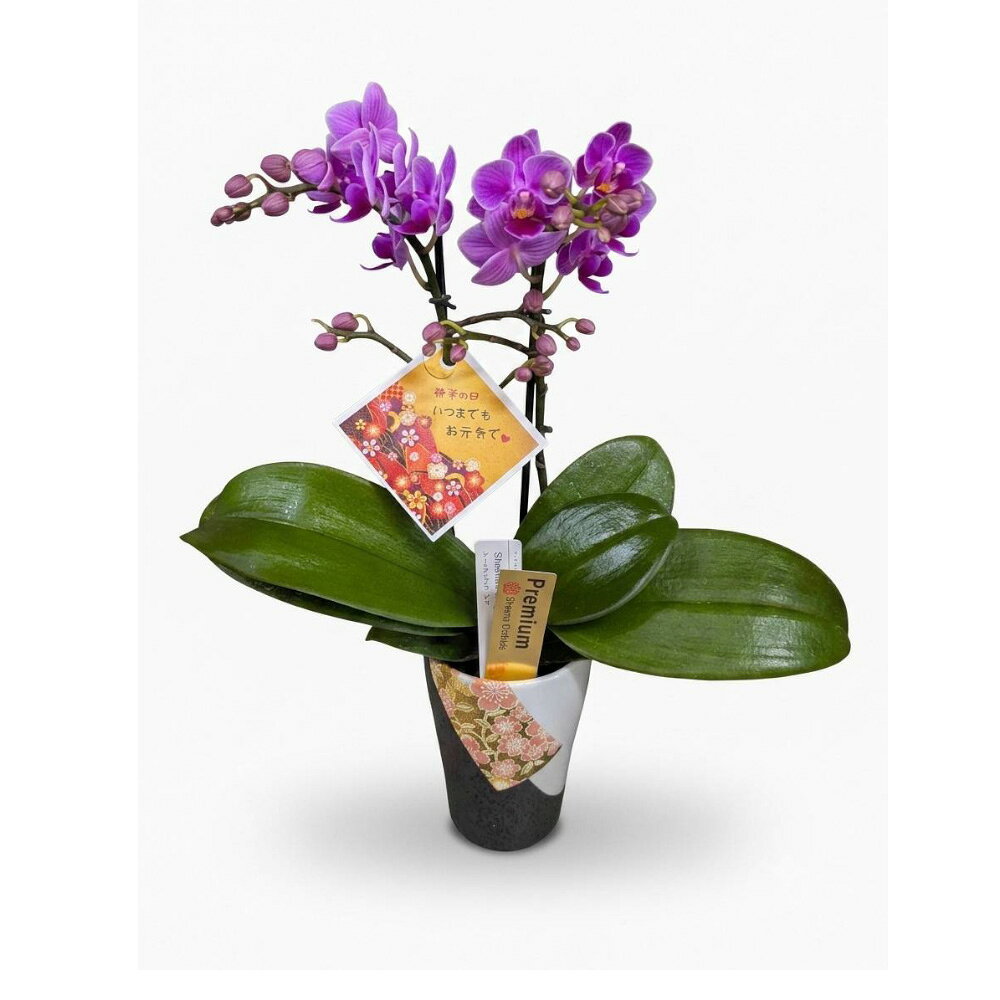敬老の日ギフトにおすすめの、カップ入りテーブルコチョウランです。 お花のお色は【当店にお任せ】くださいませ。 （花色は、薄いピンク・濃いピンクなどのお色になります。入荷状況によりましては多少花色が異なります。予めご了承くださいませ） モダン...