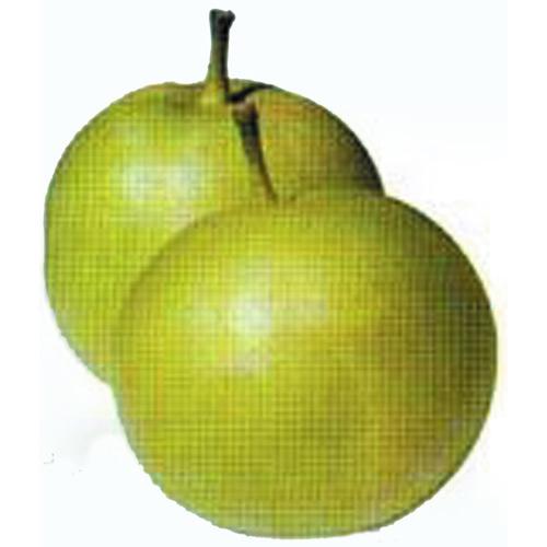 お届けする苗木について 苗木の年齢 1年生 苗木の特徴 接木苗 苗木の形状 4〜5号ポットに仮植 苗木のサイズ ポット部分含め 約65cm 植え付け時に必要な切り戻しを行ってからお届けします。切り口には剪定後の枯れ込みを防ぐ傷薬、カルスメイ...