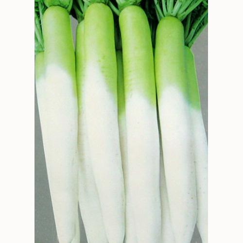 この商品はメール便不可です。宅配便でのお届けとなります。種子と責任種子は努めて純良なものをご用意しておりますが、商品の性質上100%の純度や発芽は望めません。商品の包装等に記載のある、発芽試験結果を満たした商品をお届けいたします。発芽は播種...