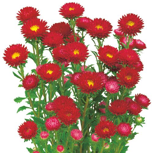 まとめ買いについて：メール便で10袋まで同梱できます。種子と責任種子は努めて純良なものをご用意しておりますが、商品の性質上100%の純度や発芽は望めません。商品の包装等に記載のある、発芽試験結果を満たした商品をお届けいたします。発芽は播種後...