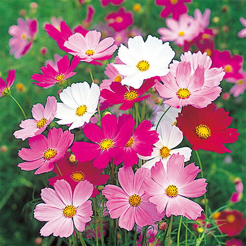 まとめ買いについて：メール便で10袋まで同梱できます。種子と責任種子は努めて純良なものをご用意しておりますが、商品の性質上100%の純度や発芽は望めません。商品の包装等に記載のある、発芽試験結果を満たした商品をお届けいたします。発芽は播種後...