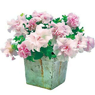 まとめ買いについて：メール便で10袋まで同梱できます。種子と責任種子は努めて純良なものをご用意しておりますが、商品の性質上100%の純度や発芽は望めません。商品の包装等に記載のある、発芽試験結果を満たした商品をお届けいたします。発芽は播種後...