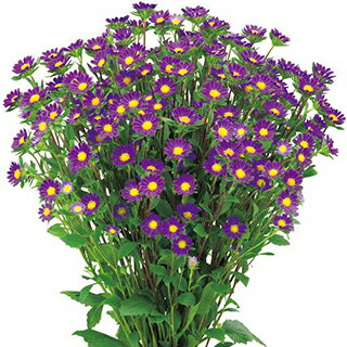 まとめ買いについて：メール便で10袋まで同梱できます。種子と責任種子は努めて純良なものをご用意しておりますが、商品の性質上100%の純度や発芽は望めません。商品の包装等に記載のある、発芽試験結果を満たした商品をお届けいたします。発芽は播種後...