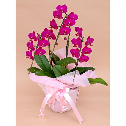 この商品はメール便不可です。宅配便でのお届けとなります。また、この商品は北海道・沖縄への発送ができません。何卒ご了承いただきますようお願い申し上げます。ミディ胡蝶蘭3本立 21輪以上 ピンクプレゼントにもよいサイズ 高さ：45-50cm　幅...