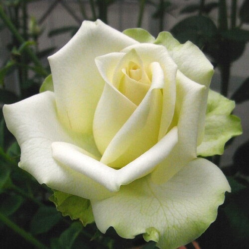 お届けする苗木について 苗木の年齢 2年生 苗木の特徴 接木苗 苗木の形状 4号ポットに仮植 苗木のサイズ ポット部分含め 約40~50cm 植え付け時に必要な切り戻しを行ってからお届けしています。 この商品はメール便不可です。宅配便でのお...