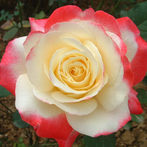 お届けする苗木について 苗木の年齢 2年生 苗木の特徴 接木苗 苗木の形状 4号ポットに仮植 苗木のサイズ ポット部分含め 約40~50cm 植え付け時に必要な切り戻しを行ってからお届けしています。 この商品はメール便不可です。宅配便でのお...