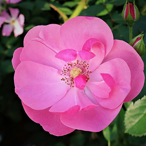 お届けする苗木について 苗木の年齢 2年生 苗木の特徴 接木苗 苗木の形状 4号ポットに仮植 苗木のサイズ ポット部分含め 約40~50cm 植え付け時に必要な切り戻しを行ってからお届けしています。 この商品はメール便不可です。宅配便でのお...