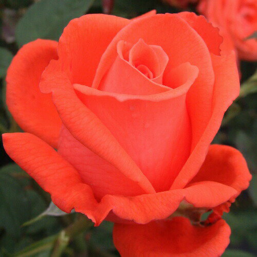 お届けする苗木について 苗木の年齢 2年生 苗木の特徴 接木苗 苗木の形状 4号ポットに仮植 苗木のサイズ ポット部分含め 約40~50cm 植え付け時に必要な切り戻しを行ってからお届けしています。 この商品はメール便不可です。宅配便でのお...