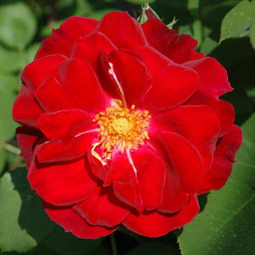 お届けする苗木について 苗木の年齢 2年生 苗木の特徴 接木苗 苗木の形状 4号ポットに仮植 苗木のサイズ ポット部分含め 約40~50cm 植え付け時に必要な切り戻しを行ってからお届けしています。 この商品はメール便不可です。宅配便でのお...