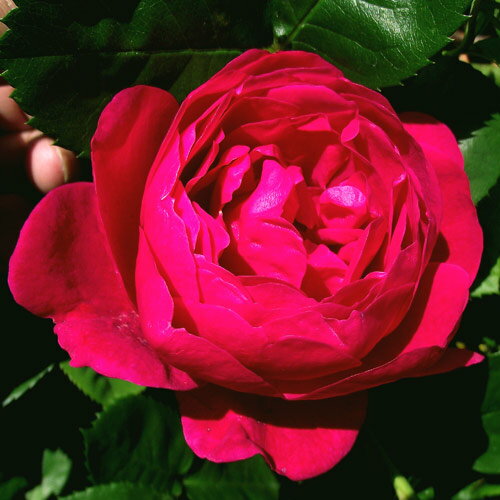 お届けする苗木について 苗木の年齢 2年生 苗木の特徴 接木苗 苗木の形状 4号ポットに仮植 苗木のサイズ ポット部分含め 約40~50cm 植え付け時に必要な切り戻しを行ってからお届けしています。 この商品はメール便不可です。宅配便でのお...