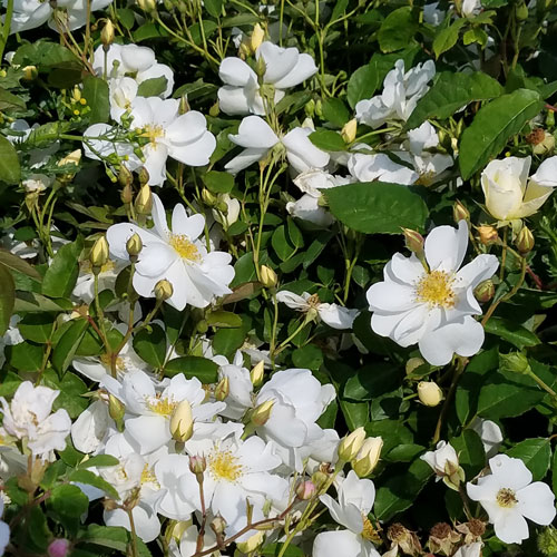 お届けする苗木について 苗木の年齢 2年生 苗木の特徴 接木苗 苗木の形状 4号ポットに仮植 苗木のサイズ ポット部分含め 約40~50cm 植え付け時に必要な切り戻しを行ってからお届けしています。 この商品はメール便不可です。宅配便でのお...
