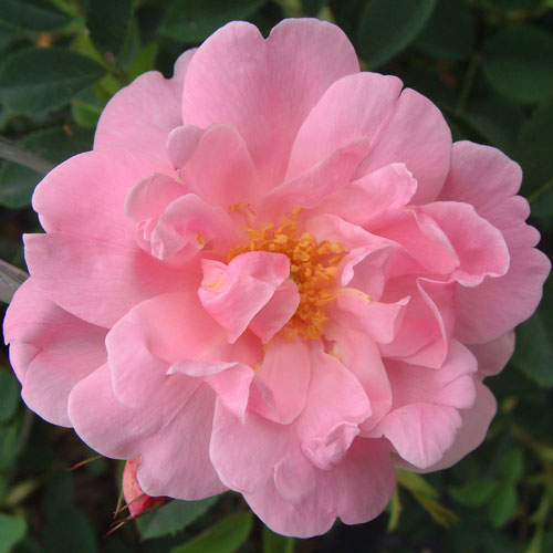 お届けする苗木について 苗木の年齢 2年生 苗木の特徴 接木苗 苗木の形状 4号ポットに仮植 苗木のサイズ ポット部分含め 約40~50cm 植え付け時に必要な切り戻しを行ってからお届けしています。 この商品はメール便不可です。宅配便でのお...