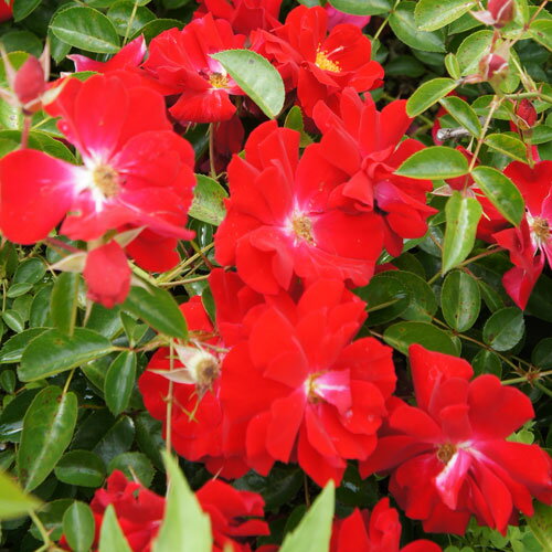 お届けする苗木について 苗木の年齢 2年生 苗木の特徴 接木苗 苗木の形状 4号ポットに仮植 苗木のサイズ ポット部分含め 約40~50cm 植え付け時に必要な切り戻しを行ってからお届けしています。 この商品はメール便不可です。宅配便でのお...