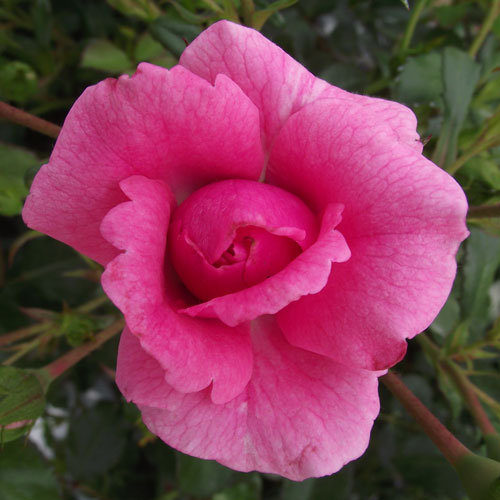 お届けする苗木について 苗木の年齢 2年生 苗木の特徴 接木苗 苗木の形状 4号ポットに仮植 苗木のサイズ ポット部分含め 約40~50cm 植え付け時に必要な切り戻しを行ってからお届けしています。 この商品はメール便不可です。宅配便でのお...