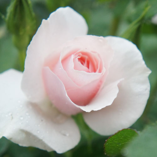 お届けする苗木について 苗木の年齢 2年生 苗木の特徴 接木苗 苗木の形状 4号ポットに仮植 苗木のサイズ ポット部分含め 約40~50cm 植え付け時に必要な切り戻しを行ってからお届けしています。 この商品はメール便不可です。宅配便でのお...