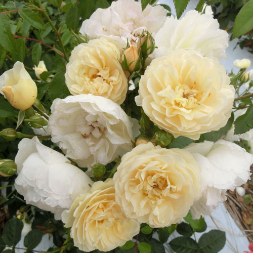 お届けする苗木について 苗木の年齢 2年生 苗木の特徴 接木苗 苗木の形状 4号ポットに仮植 苗木のサイズ ポット部分含め 約40~50cm 植え付け時に必要な切り戻しを行ってからお届けしています。 この商品はメール便不可です。宅配便でのお...