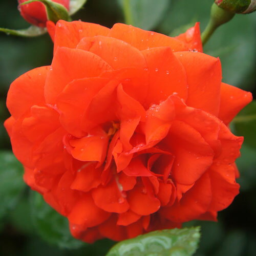 お届けする苗木について 苗木の年齢 2年生 苗木の特徴 接木苗 苗木の形状 4号ポットに仮植 苗木のサイズ ポット部分含め 約40~50cm 植え付け時に必要な切り戻しを行ってからお届けしています。 この商品はメール便不可です。宅配便でのお...