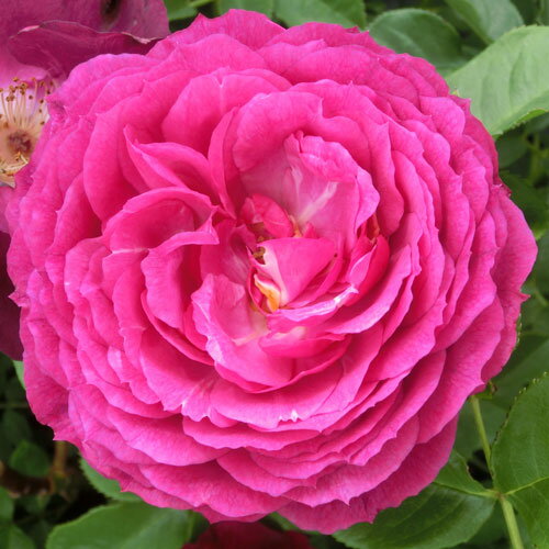 お届けする苗木について 苗木の年齢 2年生 苗木の特徴 接木苗 苗木の形状 4号ポットに仮植 苗木のサイズ ポット部分含め 約40~50cm 植え付け時に必要な切り戻しを行ってからお届けしています。 この商品はメール便不可です。宅配便でのお...