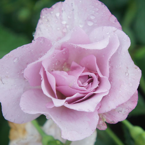 お届けする苗木について 苗木の年齢 2年生 苗木の特徴 接木苗 苗木の形状 4号ポットに仮植 苗木のサイズ ポット部分含め 約40~50cm 植え付け時に必要な切り戻しを行ってからお届けしています。 この商品はメール便不可です。宅配便でのお...