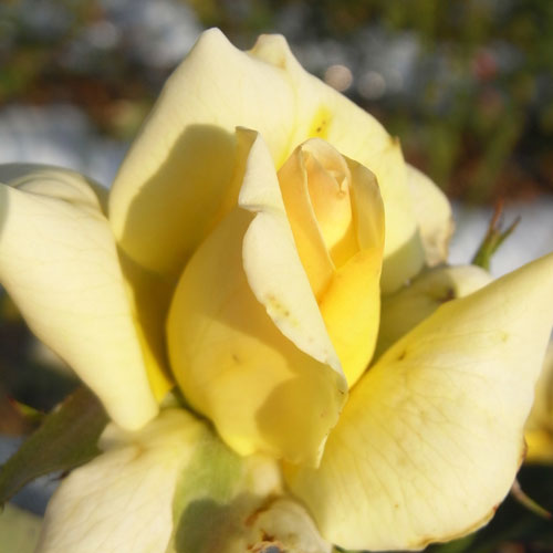 お届けする苗木について 苗木の年齢 2年生 苗木の特徴 接木苗 苗木の形状 4号ポットに仮植 苗木のサイズ ポット部分含め 約40~50cm 植え付け時に必要な切り戻しを行ってからお届けしています。 この商品はメール便不可です。宅配便でのお...