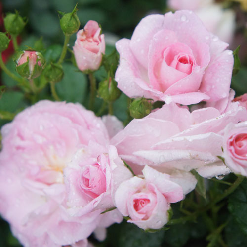 お届けする苗木について 苗木の年齢 2年生 苗木の特徴 接木苗 苗木の形状 4号ポットに仮植 苗木のサイズ ポット部分含め 約40~50cm 植え付け時に必要な切り戻しを行ってからお届けしています。 この商品はメール便不可です。宅配便でのお...