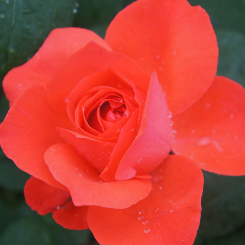 お届けする苗木について 苗木の年齢 2年生 苗木の特徴 接木苗 苗木の形状 4号ポットに仮植 苗木のサイズ ポット部分含め 約40~50cm 植え付け時に必要な切り戻しを行ってからお届けしています。 この商品はメール便不可です。宅配便でのお...