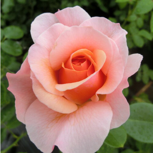 お届けする苗木について 苗木の年齢 2年生 苗木の特徴 接木苗 苗木の形状 4号ポットに仮植 苗木のサイズ ポット部分含め 約40~50cm 植え付け時に必要な切り戻しを行ってからお届けしています。 この商品はメール便不可です。宅配便でのお...