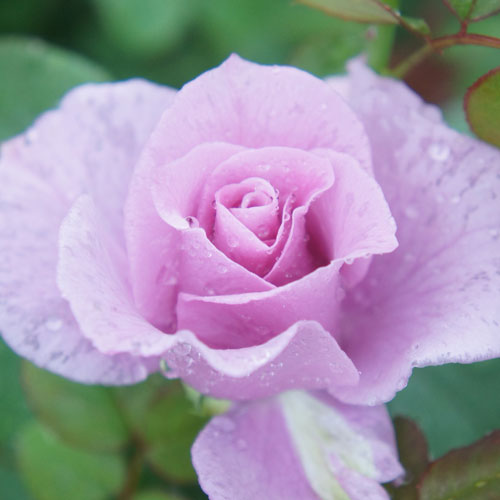 お届けする苗木について 苗木の年齢 2年生 苗木の特徴 接木苗 苗木の形状 4号ポットに仮植 苗木のサイズ ポット部分含め 約40~50cm 植え付け時に必要な切り戻しを行ってからお届けしています。 この商品はメール便不可です。宅配便でのお...