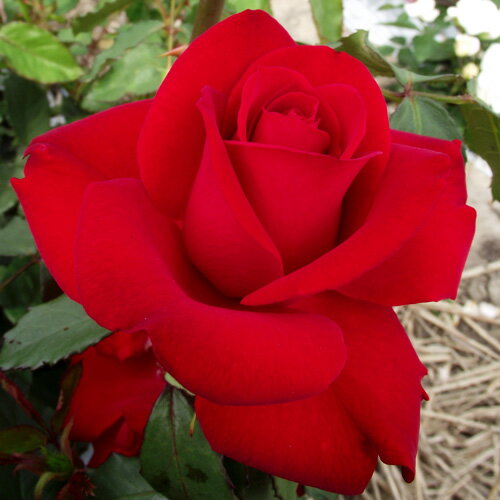 お届けする苗木について 苗木の年齢 2年生 苗木の特徴 接木苗 苗木の形状 4号ポットに仮植 苗木のサイズ ポット部分含め 約40~50cm 植え付け時に必要な切り戻しを行ってからお届けしています。 この商品はメール便不可です。宅配便でのお...