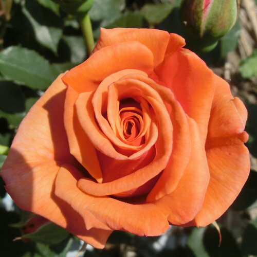 お届けする苗木について 苗木の年齢 2年生 苗木の特徴 接木苗 苗木の形状 4号ポットに仮植 苗木のサイズ ポット部分含め 約40~50cm 植え付け時に必要な切り戻しを行ってからお届けしています。 この商品はメール便不可です。宅配便でのお...