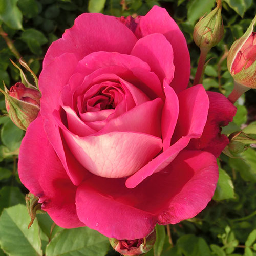 お届けする苗木について 苗木の年齢 2年生 苗木の特徴 接木苗 苗木の形状 4号ポットに仮植 苗木のサイズ ポット部分含め 約40~50cm 植え付け時に必要な切り戻しを行ってからお届けしています。 この商品はメール便不可です。宅配便でのお...