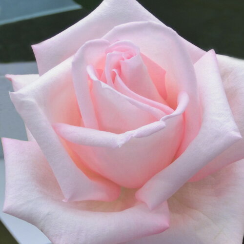 お届けする苗木について 苗木の年齢 2年生 苗木の特徴 接木苗 苗木の形状 4号ポットに仮植 苗木のサイズ ポット部分含め 約40~50cm 植え付け時に必要な切り戻しを行ってからお届けしています。 この商品はメール便不可です。宅配便でのお...