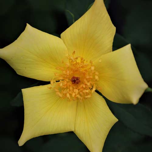 お届けする苗木について 苗木の年齢 2年生 苗木の特徴 接木苗 苗木の形状 4号ポットに仮植 苗木のサイズ ポット部分含め 約40~50cm 植え付け時に必要な切り戻しを行ってからお届けしています。 この商品はメール便不可です。宅配便でのお...