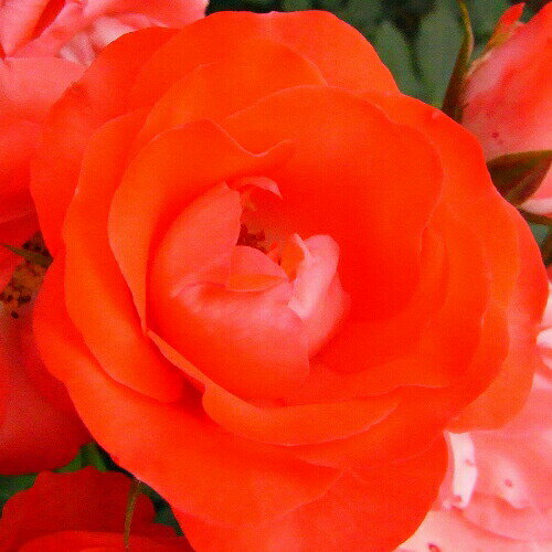 お届けする苗木について 苗木の年齢 2年生 苗木の特徴 接木苗 苗木の形状 4号ポットに仮植 苗木のサイズ ポット部分含め 約40~50cm 植え付け時に必要な切り戻しを行ってからお届けしています。 この商品はメール便不可です。宅配便でのお...