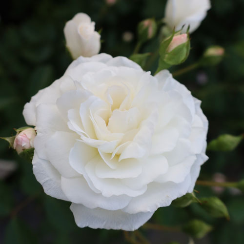 お届けする苗木について 苗木の年齢 2年生 苗木の特徴 接木苗 苗木の形状 4号ポットに仮植 苗木のサイズ ポット部分含め 約40~50cm 植え付け時に必要な切り戻しを行ってからお届けしています。 この商品はメール便不可です。宅配便でのお...